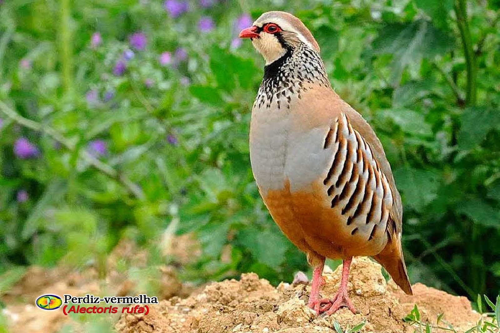 Zoologia: Perdiz-vermelha (Alectoris rufa)